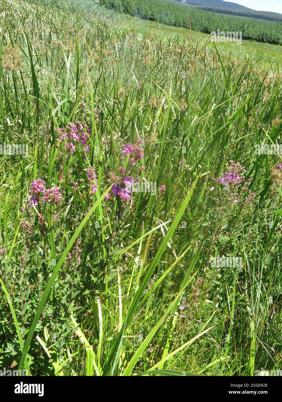 Marsh Dissotis (Argyrella canescens), Plantae, uMgungundlovu District ...