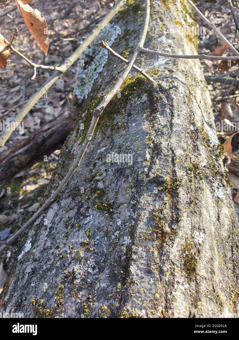 shingle oak (Quercus imbricaria), Plantae, Jackson Township, IN, USA ...