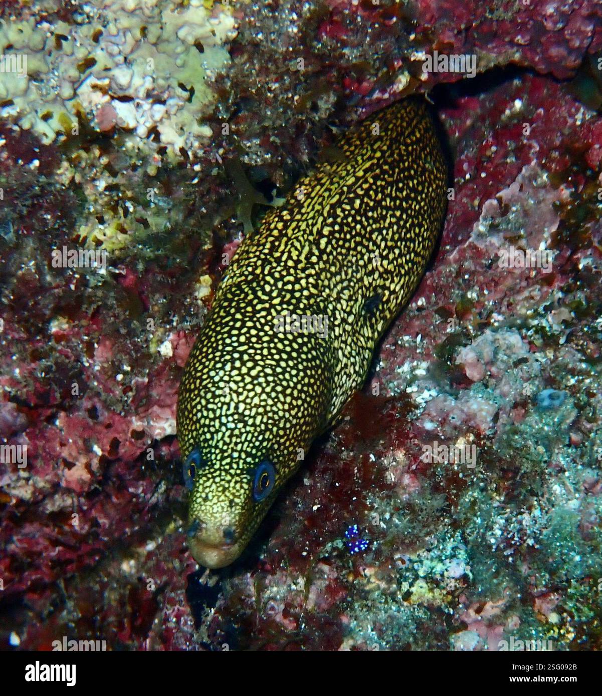 Goldentail Moray (Gymnothorax miliaris), Actinopterygii, Baía Entre ...