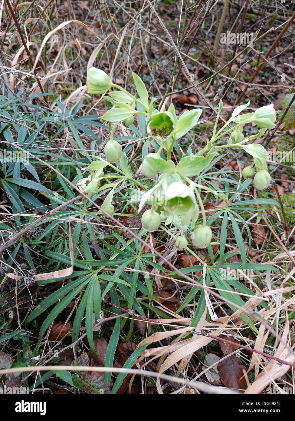 Stinking hellebore (Helleborus foetidus), Plantae, Buckinghamshire ...