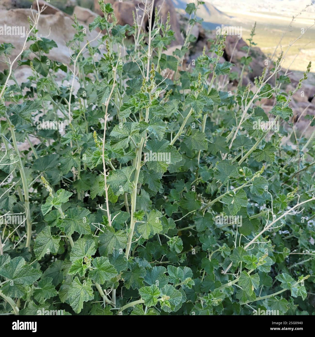 southern coastal bushmallow (Malacothamnus fasciculatus), Plantae, Palm ...
