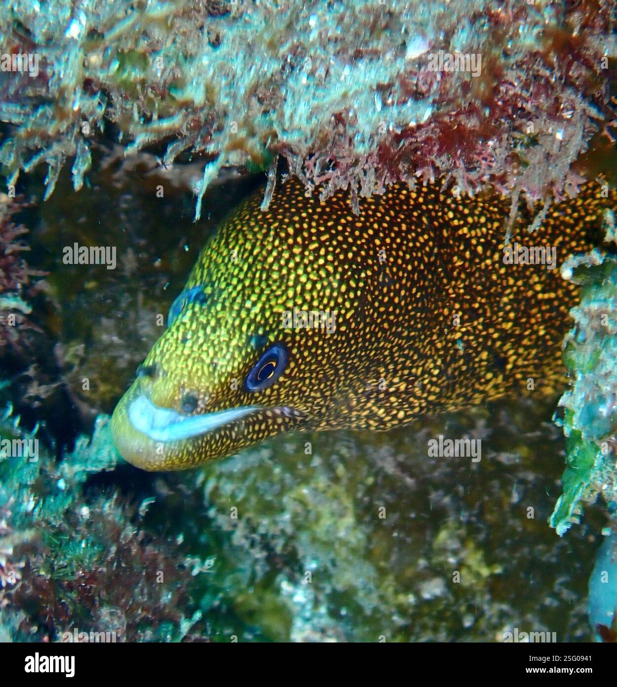 Goldentail Moray (Gymnothorax miliaris), Actinopterygii, Baía da ...