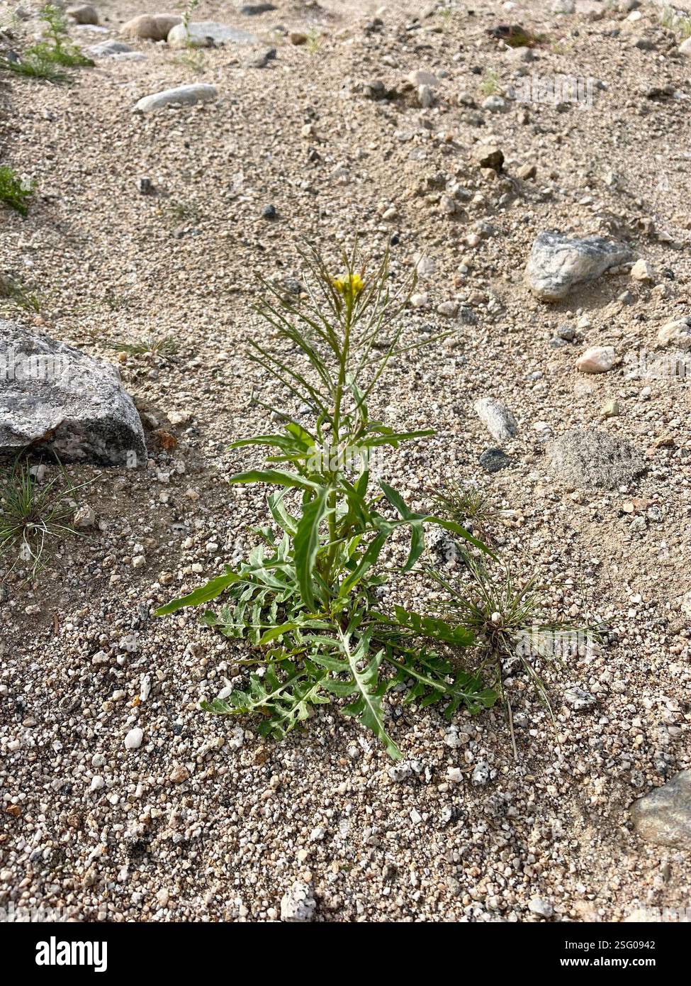 London rocket (Sisymbrium irio), Plantae, Dillon Rd, Whitewater, CA, US ...