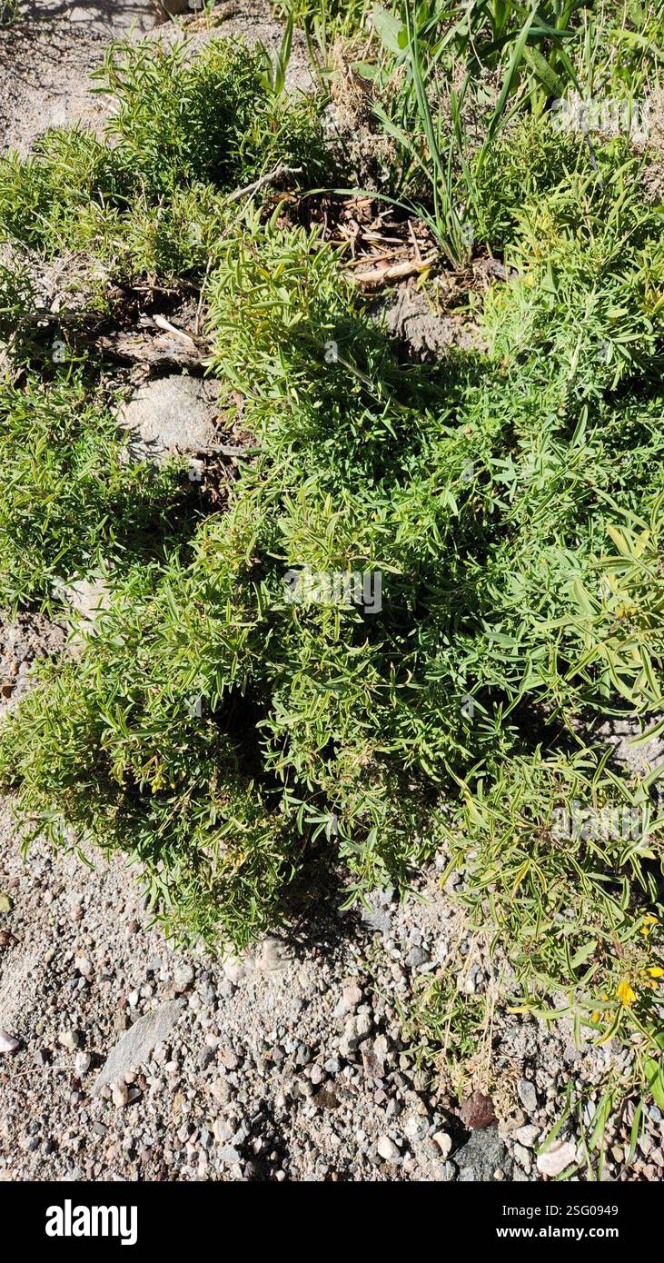 Bladderpod (Cleomella arborea), Plantae, Riverside County, US-CA, US ...