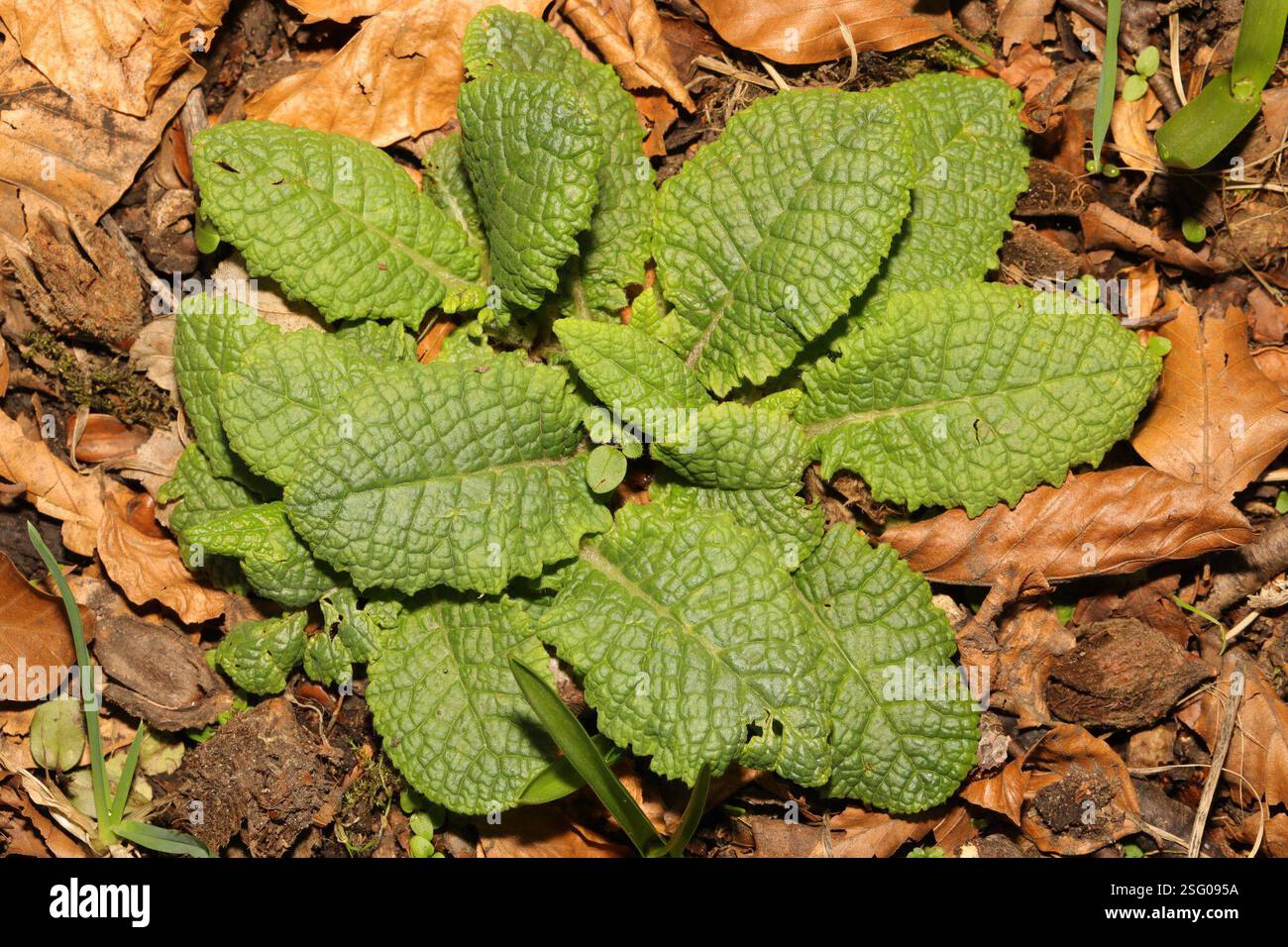 Primrose (Primula vulgaris), Plantae, Reynolds Park, Church Road ...