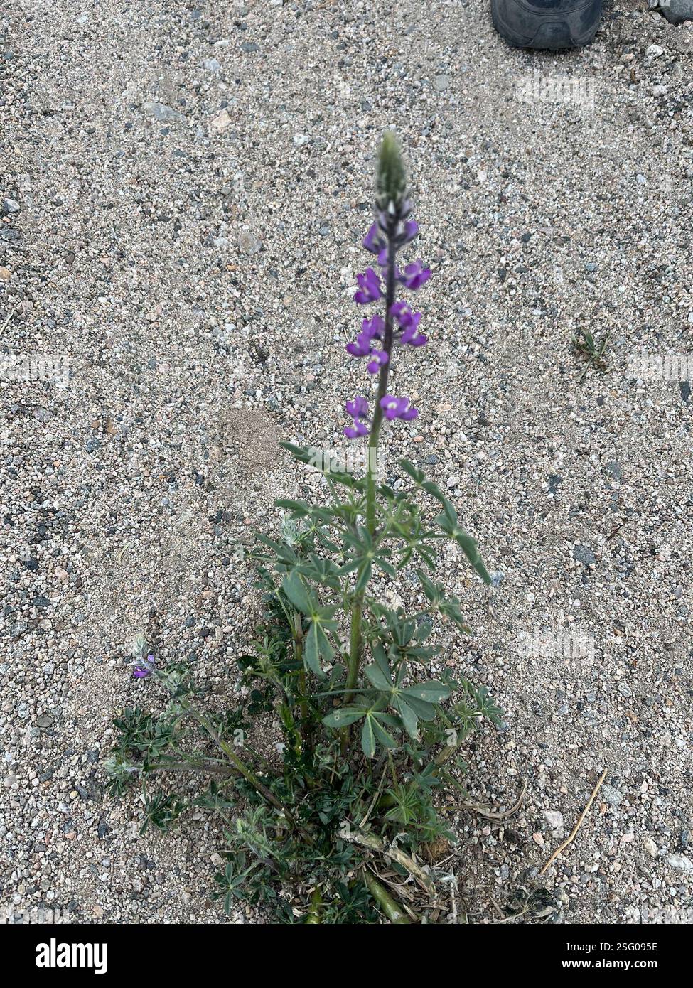 Arizona lupine (Lupinus arizonicus), Plantae, Box Canyon Rd, Mecca, CA ...