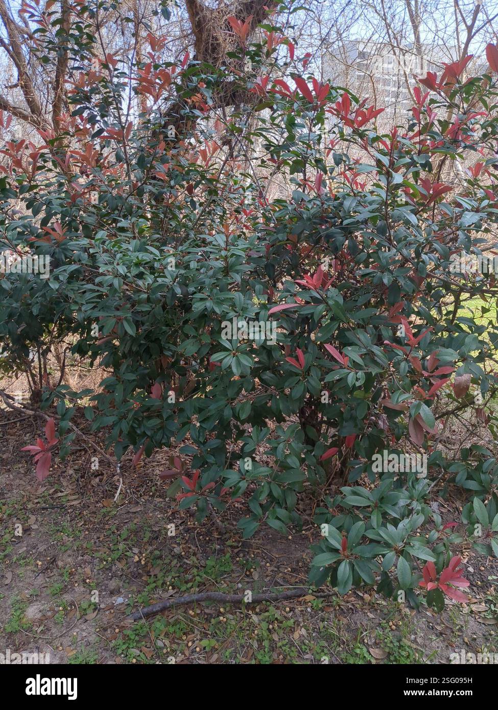 Chinese Photinia (Photinia serratifolia), Plantae, Uptown, Houston, TX ...