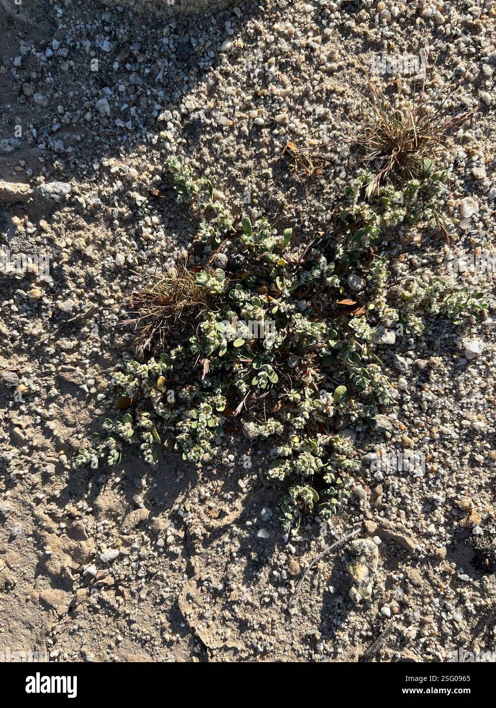 Frost Mat (Achyronychia cooperi), Plantae, Coronet Ave, Thermal, CA, US ...