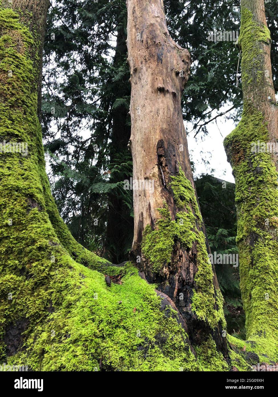 sooty bark disease (Cryptostroma corticale), Fungi, Fauntleroy Park ...