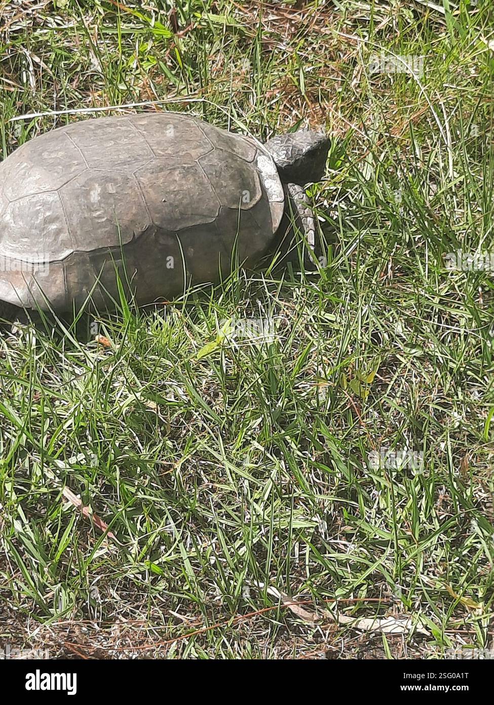 Gopher Tortoise (Gopherus polyphemus), Reptilia, Florida, US Stock ...