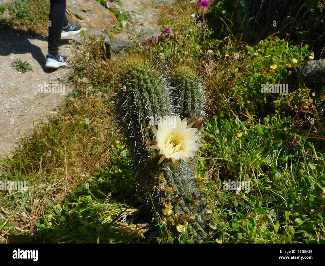 (Trichocereus chiloensis litoralis), Plantae, La Ligua, Valparaíso ...