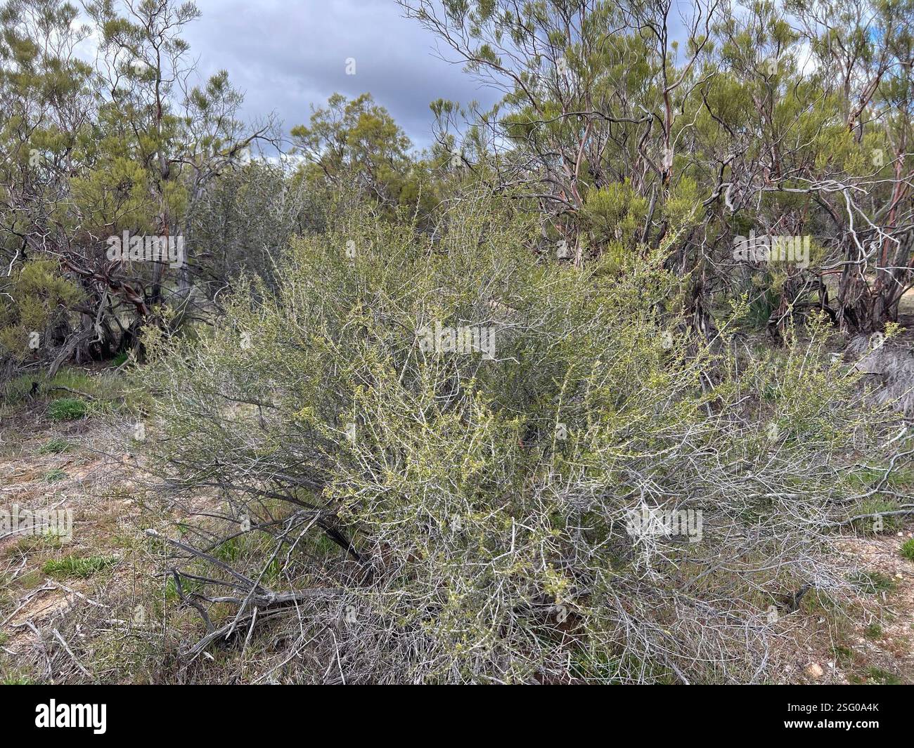 chamise (Adenostoma fasciculatum), Plantae, Anza, CA 92539, USA Stock ...