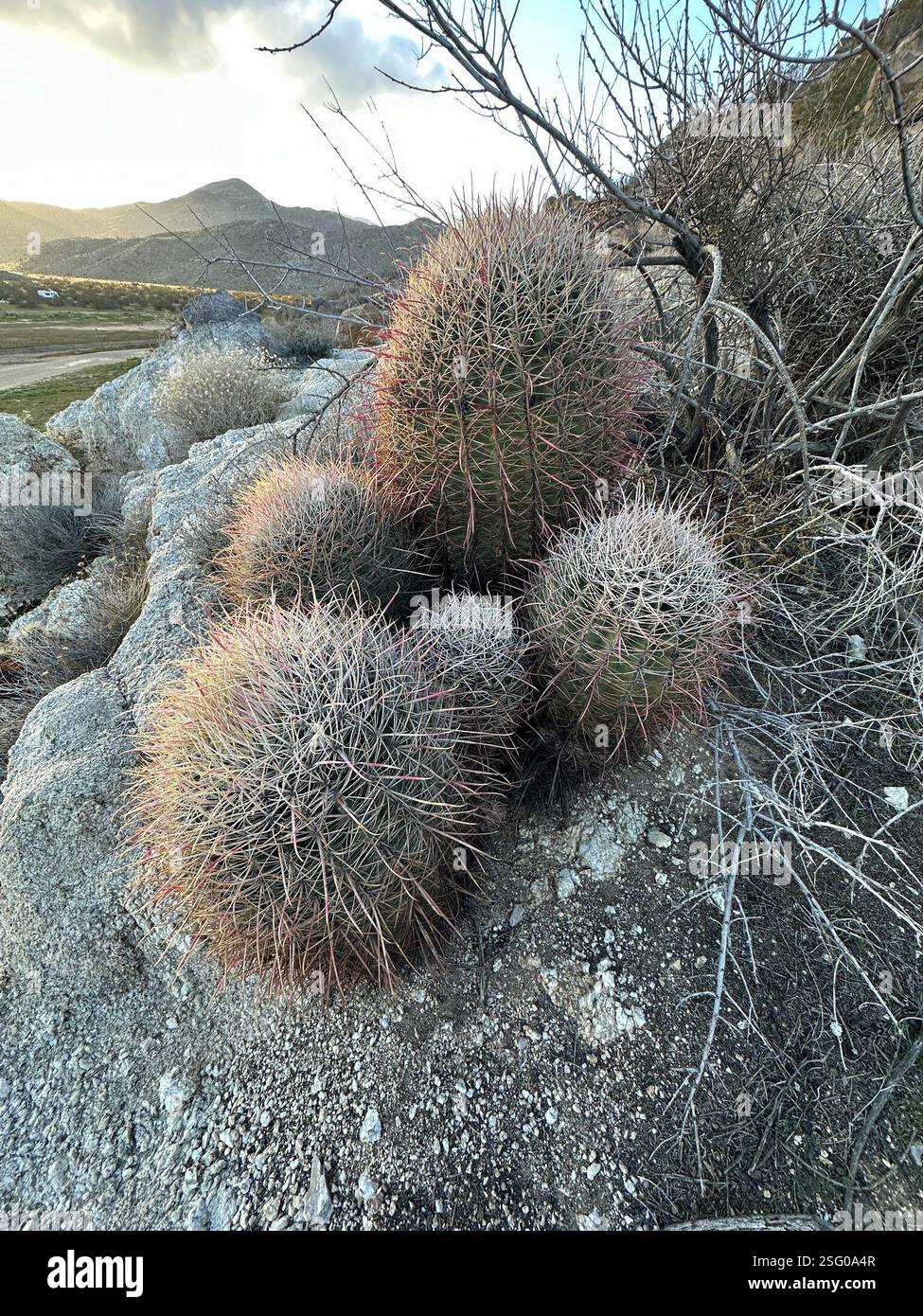 California Barrel Cactus (Ferocactus cylindraceus), Plantae, Anza ...