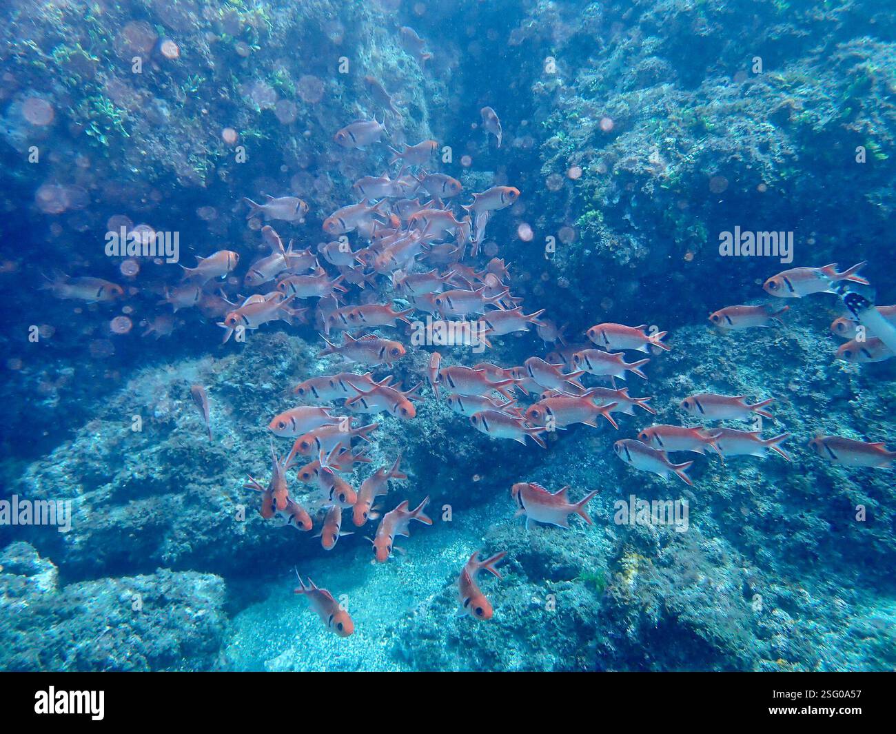 Blackbar Soldierfish (Myripristis jacobus), Actinopterygii, Baía da ...