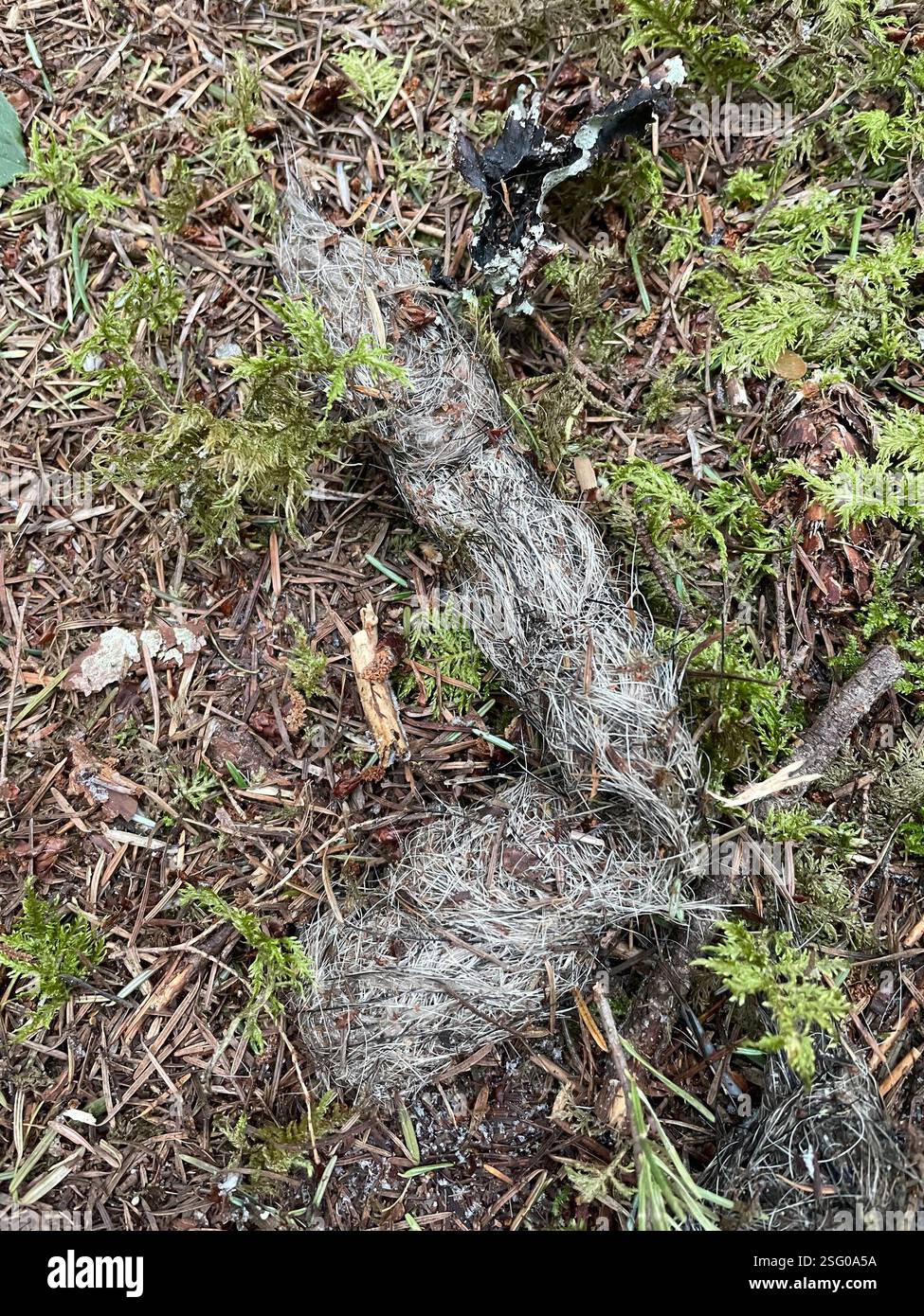 Coastal Wolf (Canis lupus crassodon), Mammalia, Comox-Strathcona, CA-BC ...