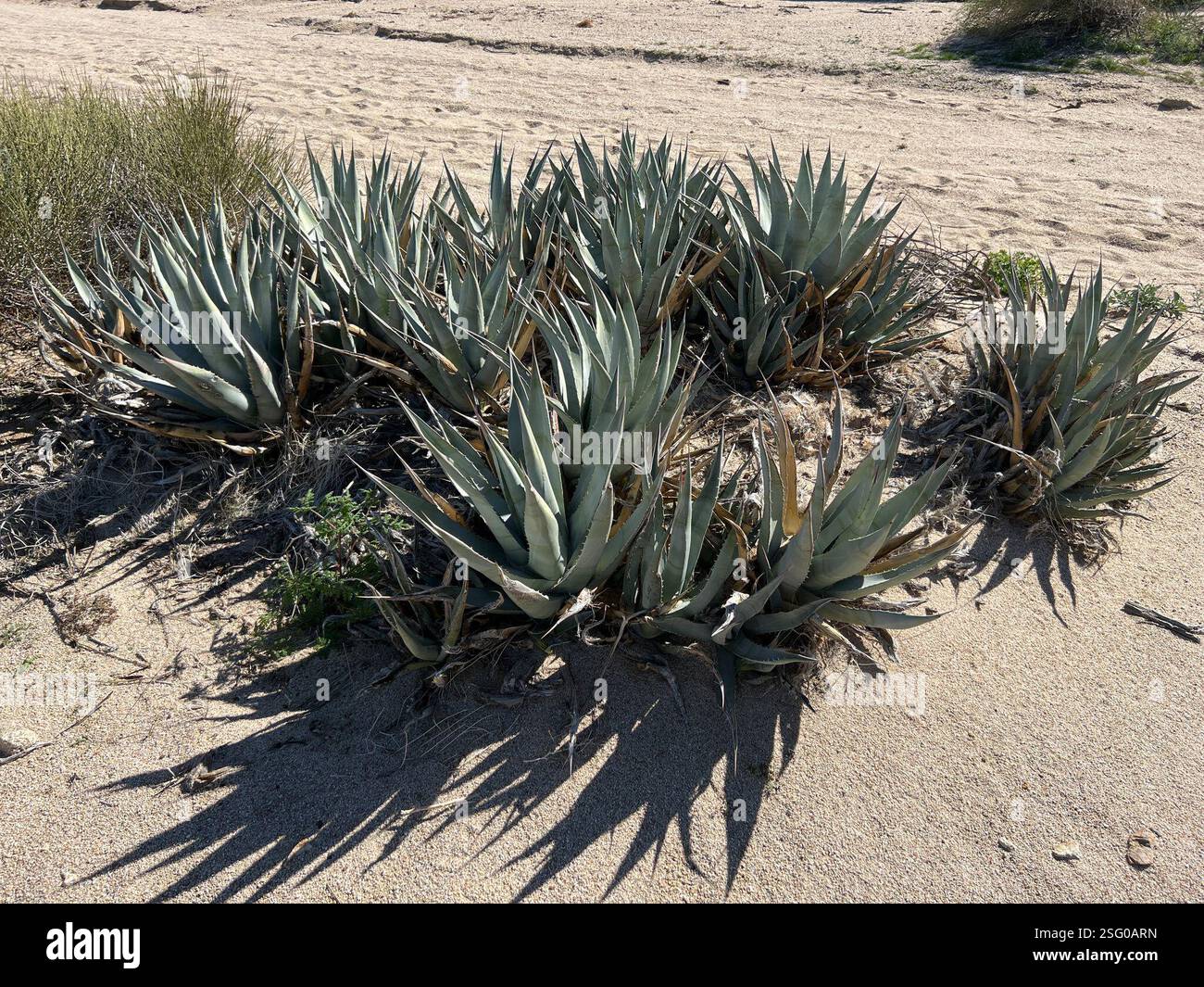 desert agave (Agave deserti), Plantae, San Diego County, US-CA, US ...