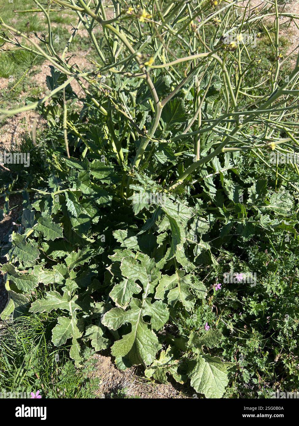 Saharan Mustard (Brassica tournefortii), Plantae, Anza-Borrego Desert ...