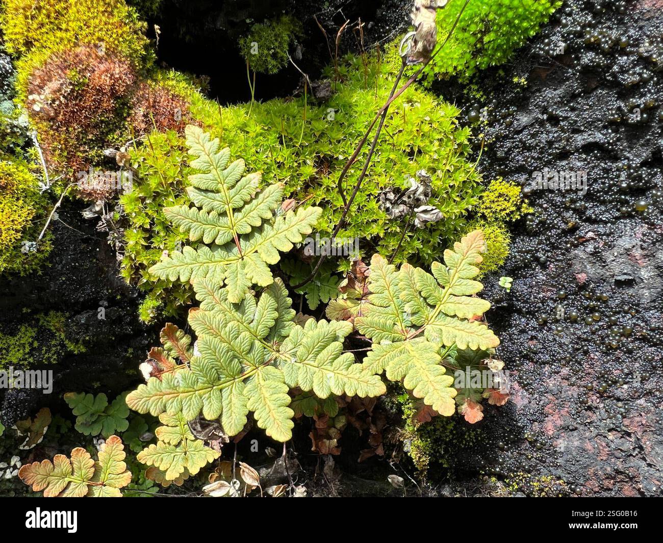 goldback fern (Pentagramma triangularis), Plantae, Klickitat County, WA ...