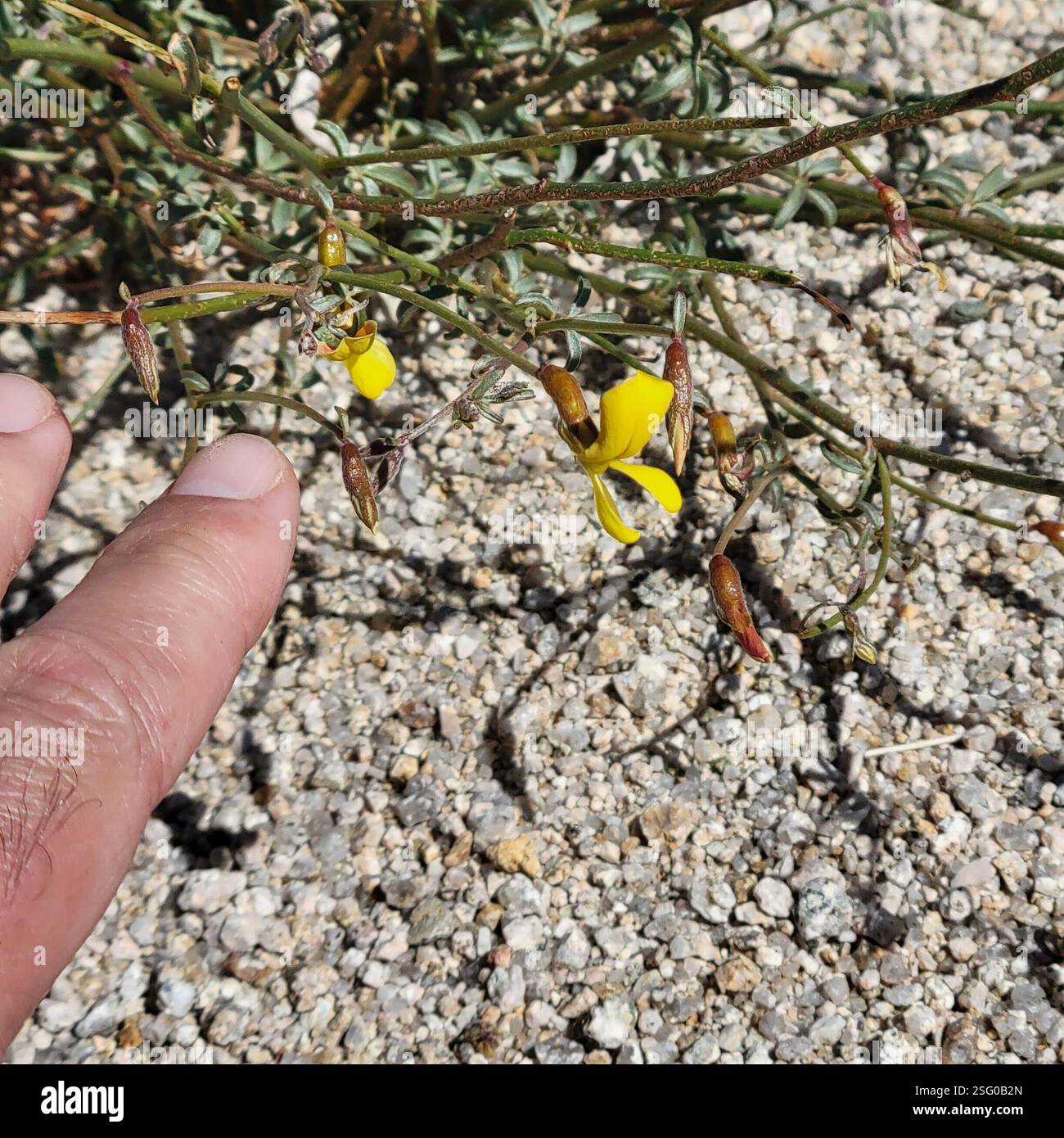 shrubby deervetch (Acmispon rigidus), Plantae, Riverside County, CA ...