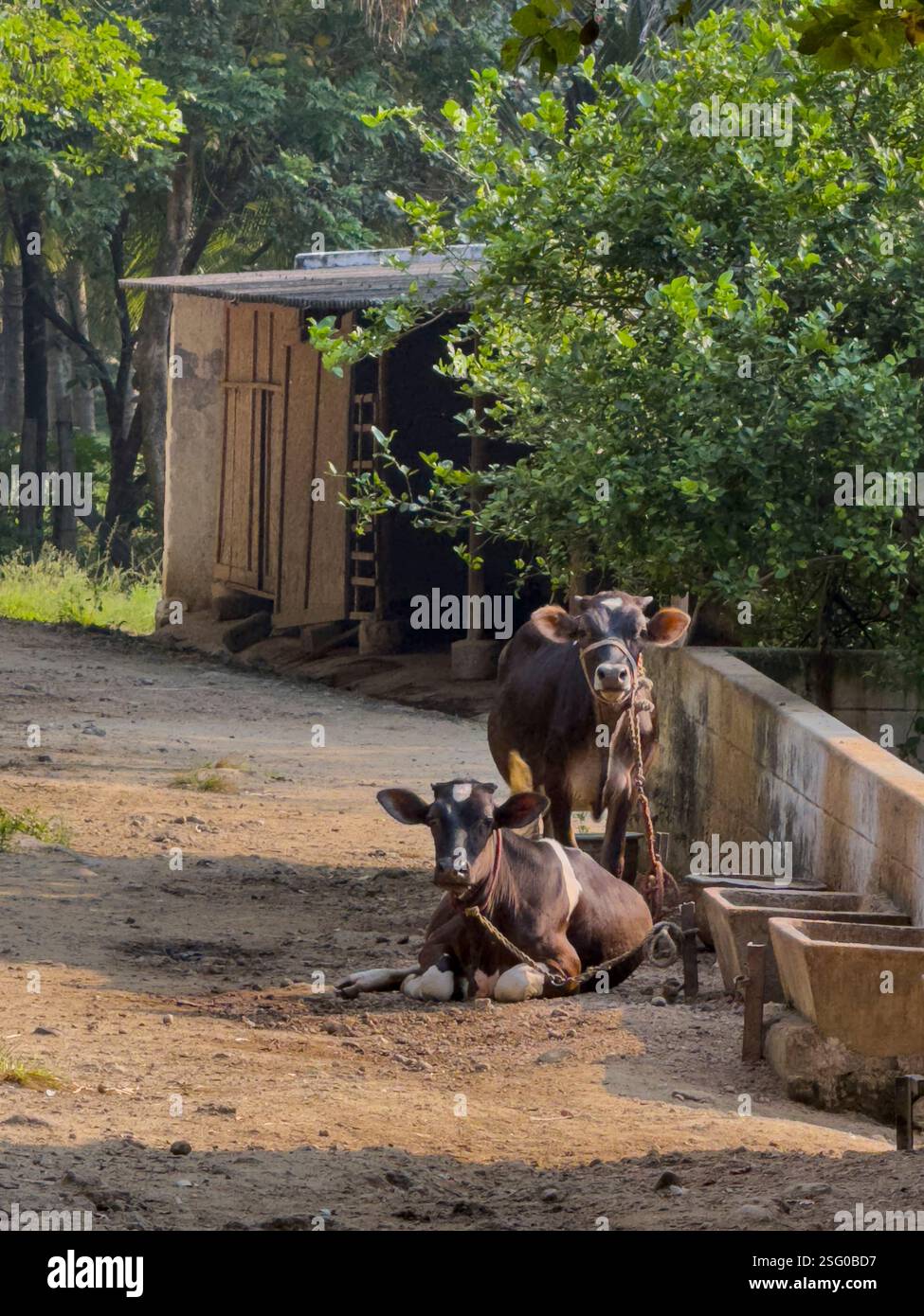 Milk cows on a farm near Sarayana Ayurvedic Hospital grounds ...