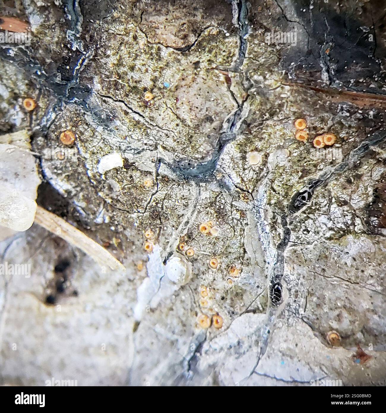 (Zythia resinae), Fungi, Mountsberg Conservation Area, Milburough Town ...