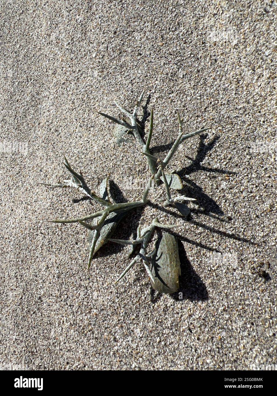 Smoke Tree (Psorothamnus spinosus), Plantae, Anza-Borrego Desert State ...