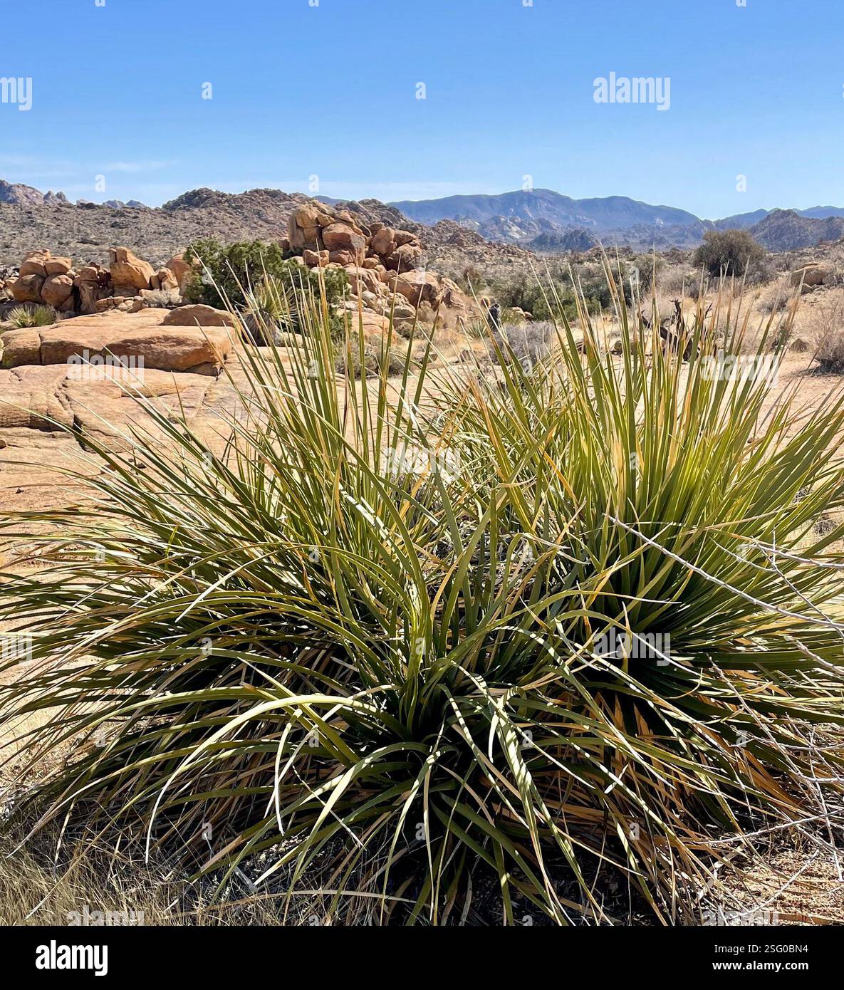 Parry's nolina (Nolina parryi), Plantae, Joshua Tree National Park ...