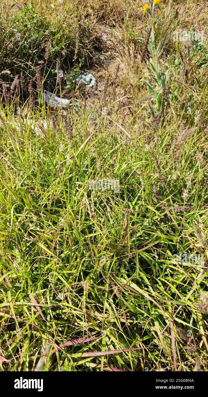 buffelgrass (Cenchrus ciliaris), Plantae, Indio, CA 92201, USA Stock ...