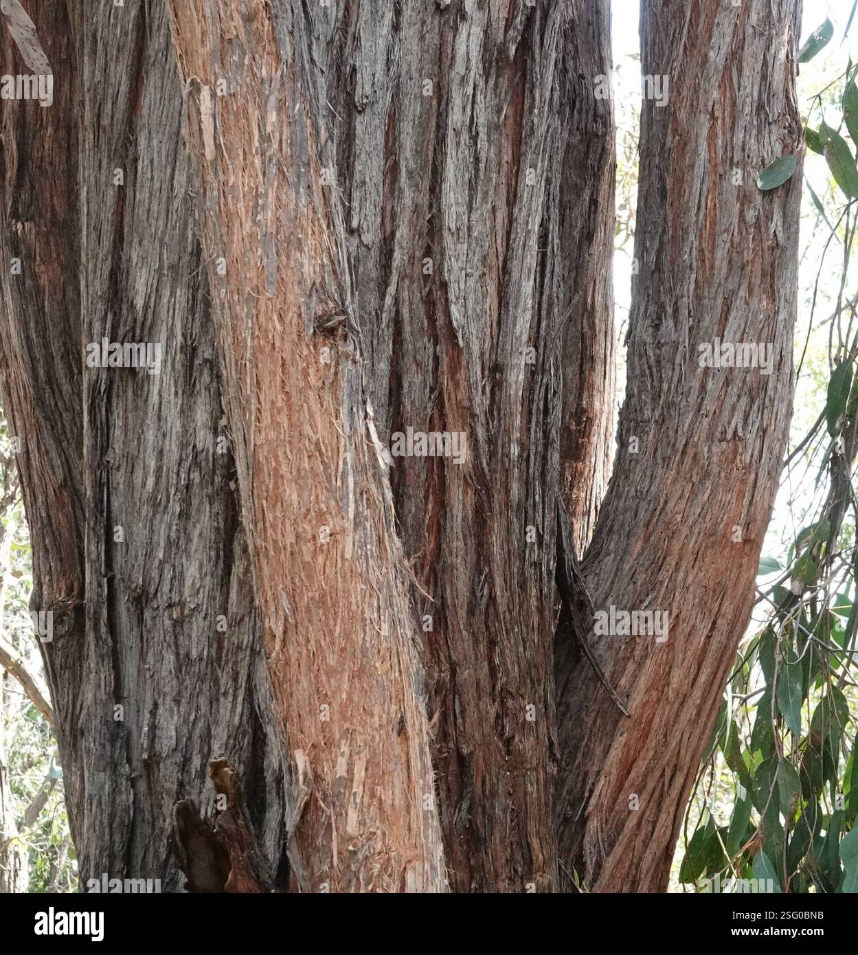 Red Stringybark (Eucalyptus macrorhyncha), Plantae, Heathmont VIC 3135 ...