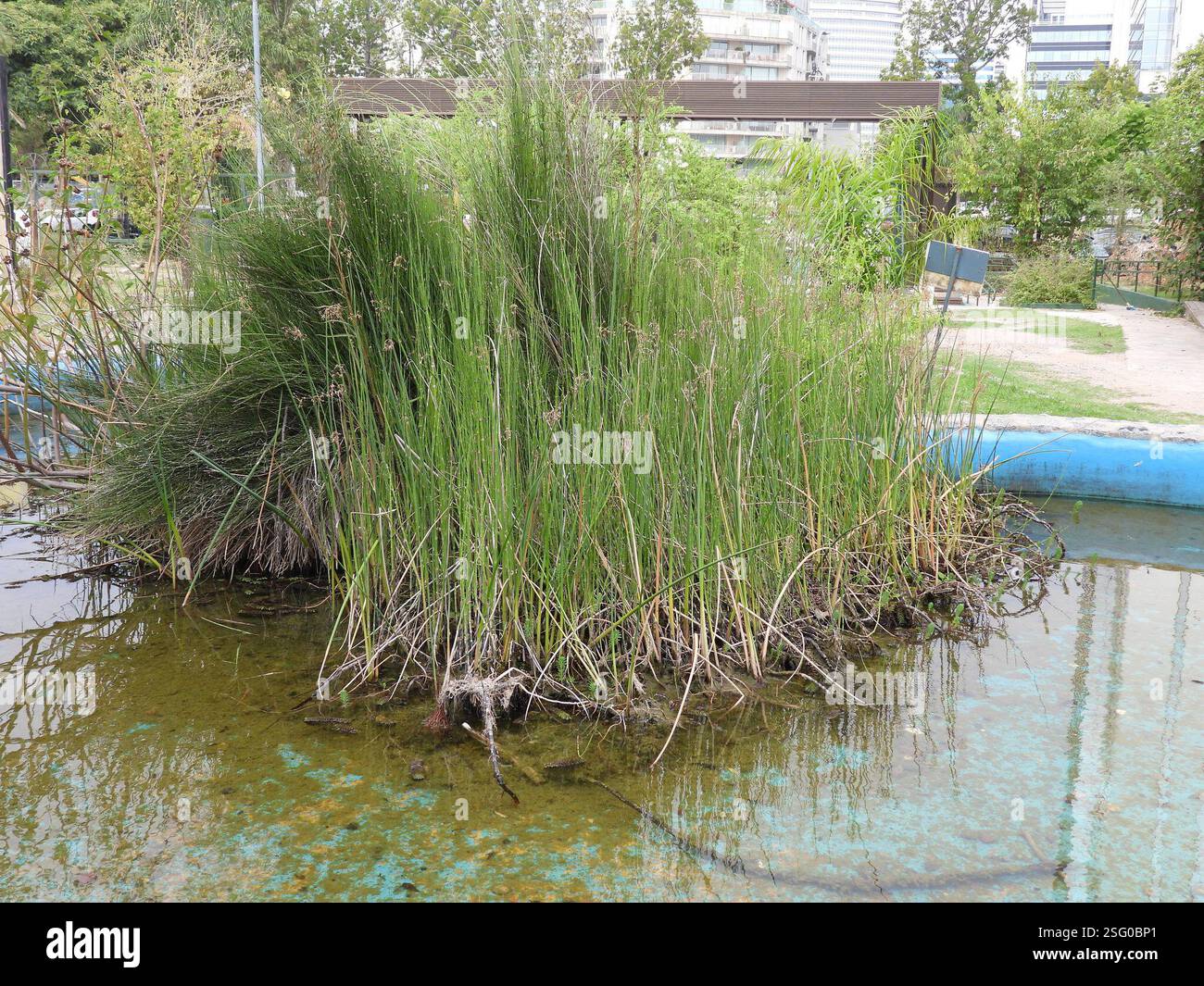 California bulrush (Schoenoplectus californicus), Plantae, Reserva ...