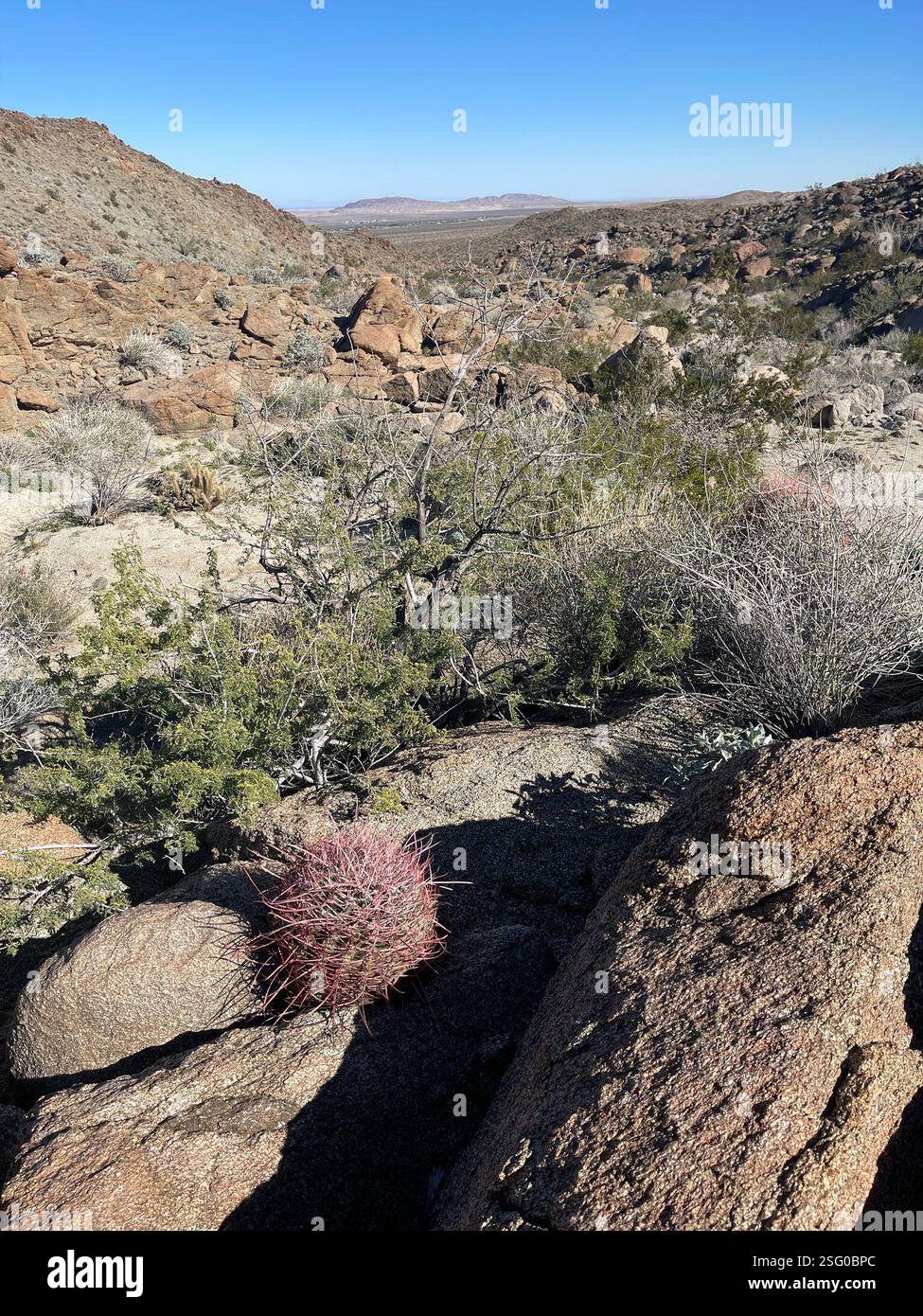 California Barrel Cactus (Ferocactus cylindraceus), Plantae, Anza ...