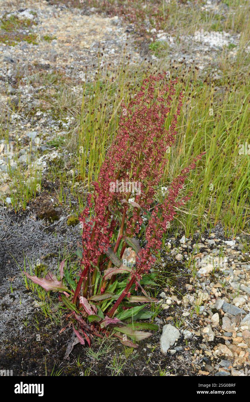 Arctic Dock (Rumex arcticus), Plantae, Провиденский р-н, Чукотский ...