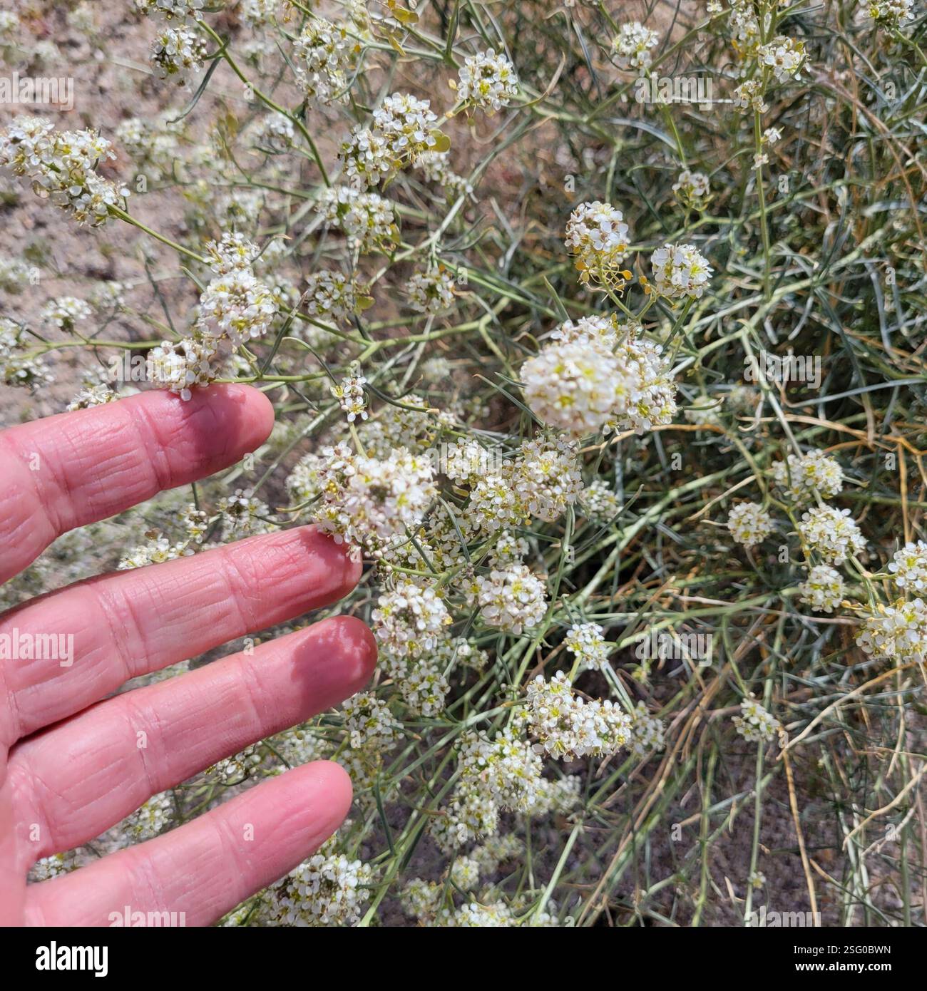 desert pepperweed (Lepidium fremontii), Plantae, Riverside County, CA ...