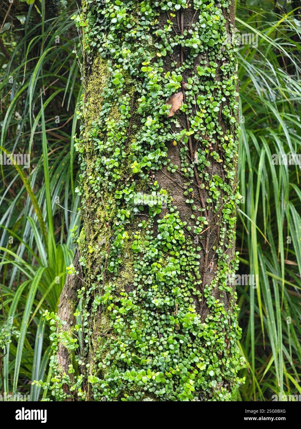 climbing rātā (Metrosideros perforata), Plantae, Gladstone, Greymouth ...