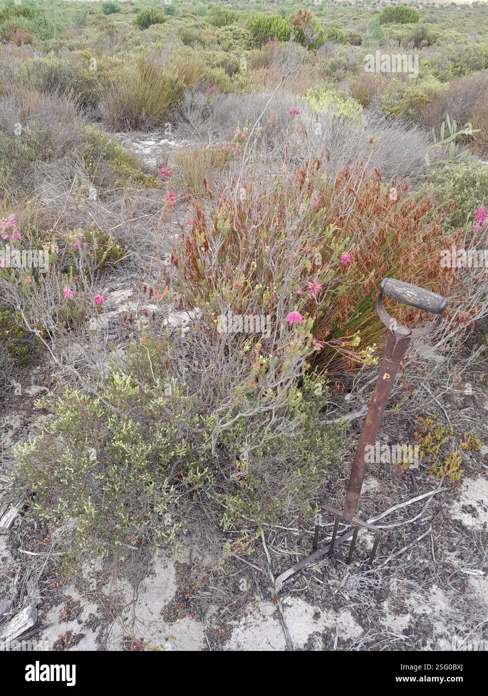 Ninepin Heath (Erica mammosa), Plantae, Cape Farms, Cape Town, South ...