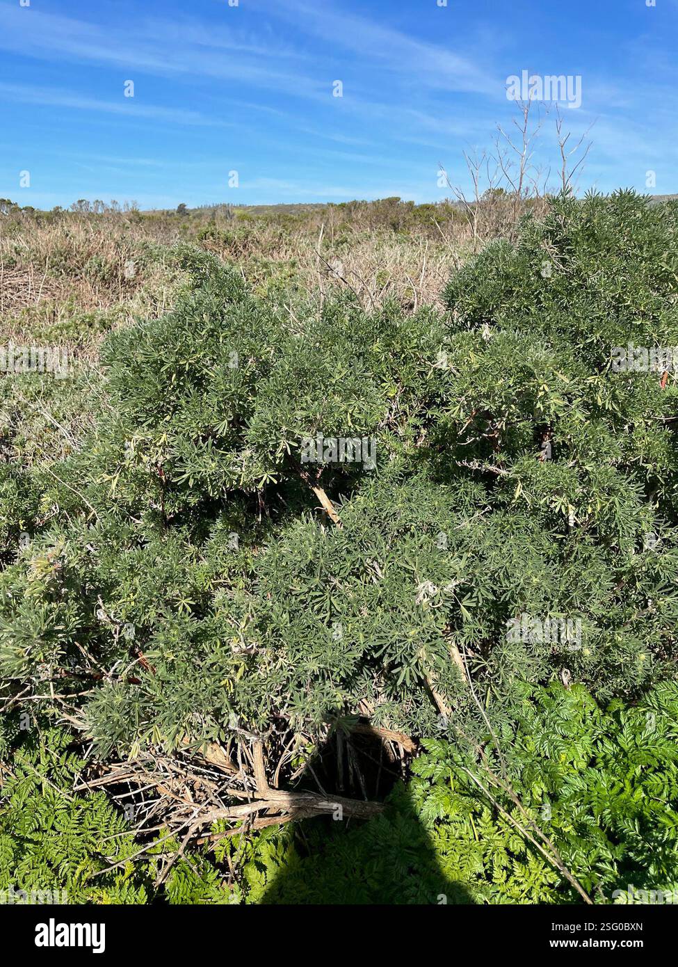 coastal bush lupine (Lupinus arboreus), Plantae, Santa Cruz County, CA ...