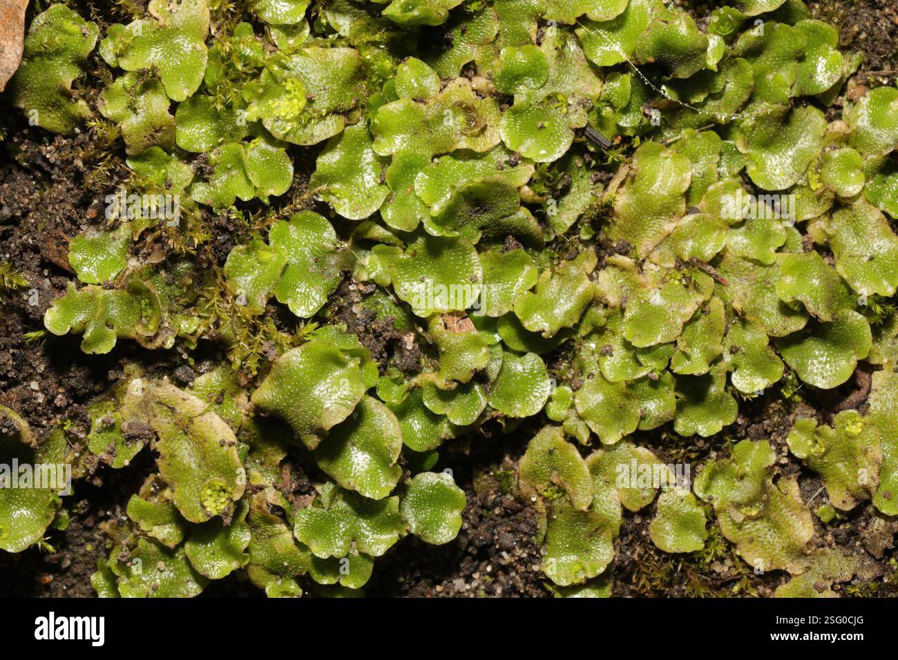 Crescent-cup liverwort (Lunularia cruciata), Plantae, Sefton Park ...