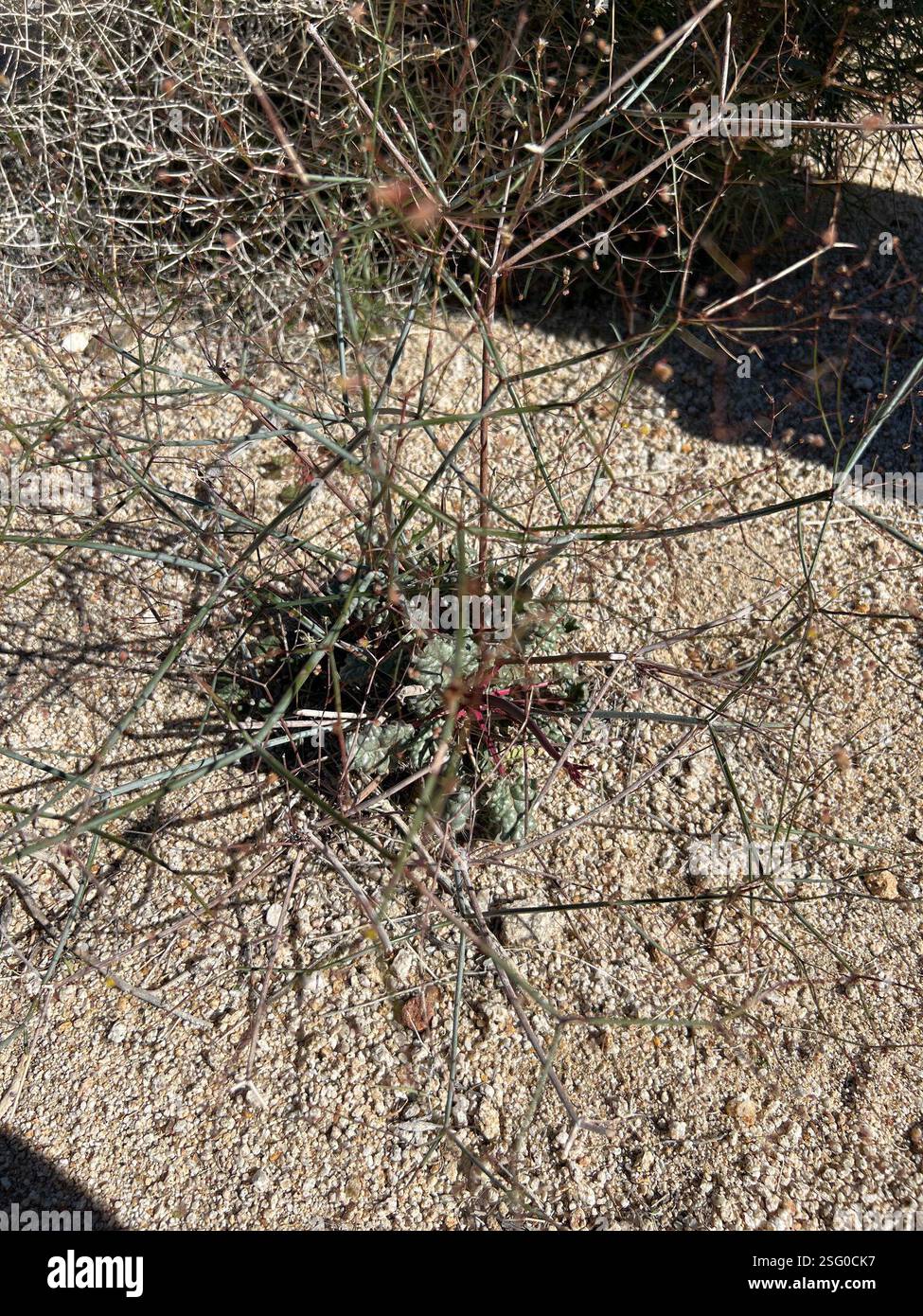 Desert Trumpet (Eriogonum inflatum), Plantae, San Diego County, US-CA ...