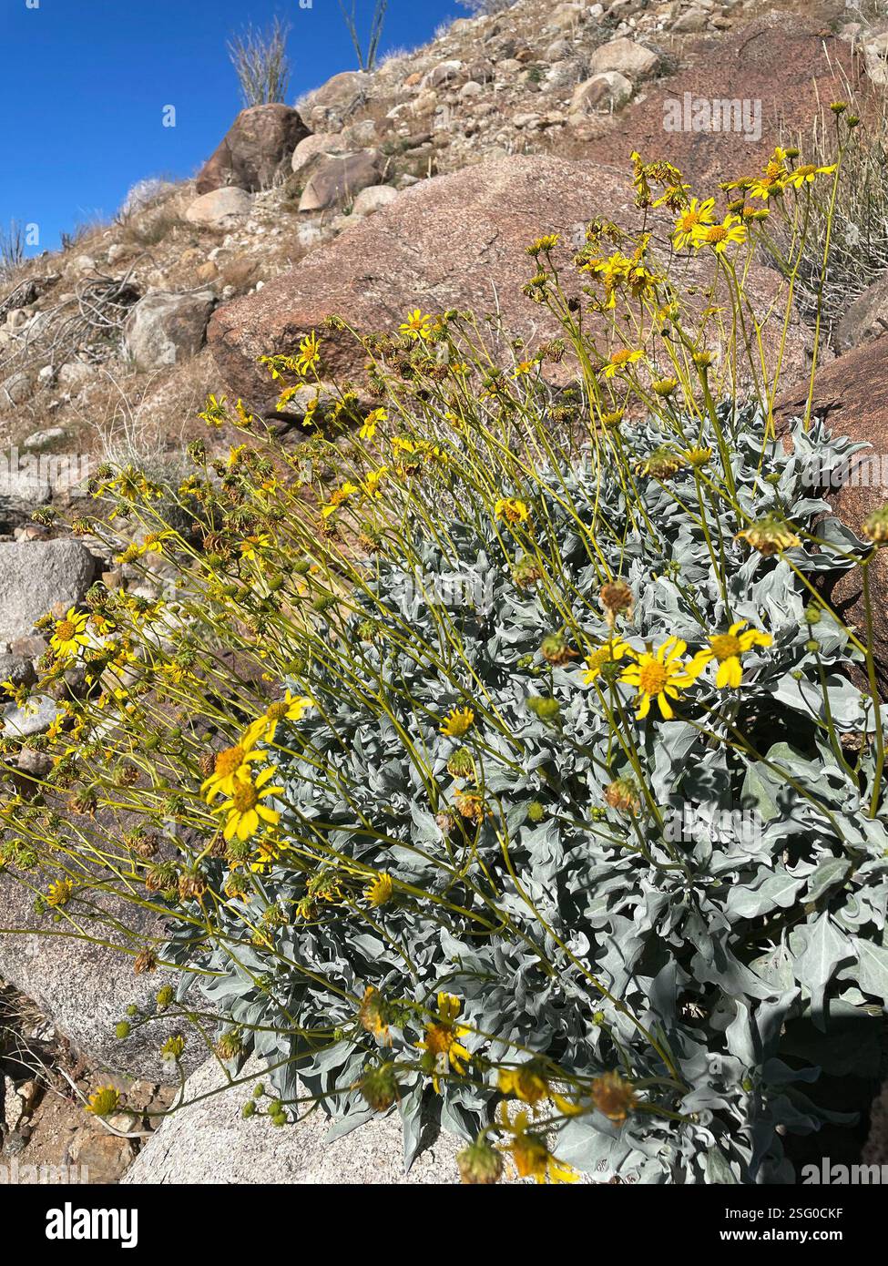 (Encelia farinosa farinosa), Plantae, Anza-Borrego Desert State Park ...