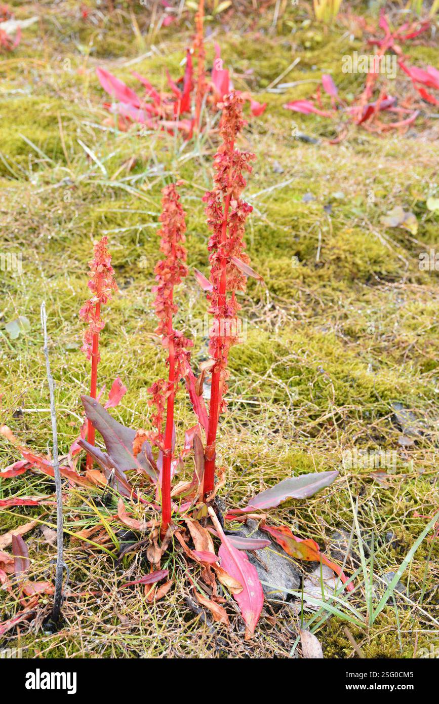 Arctic Dock (Rumex arcticus), Plantae, Провиденский р-н, Чукотский ...