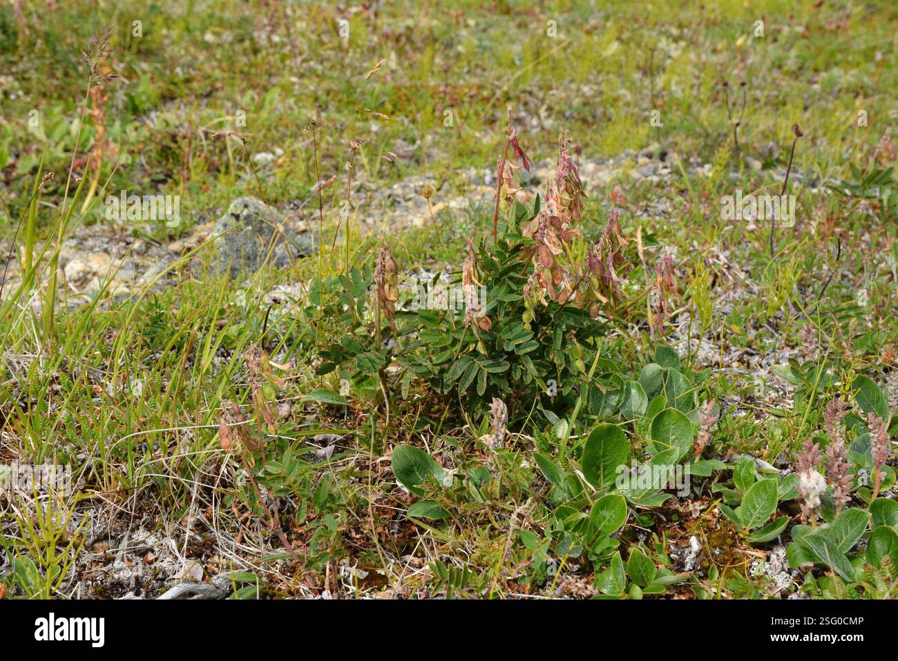 Alpine sainfoin (Hedysarum hedysaroides), Plantae, Провиденский р-н ...