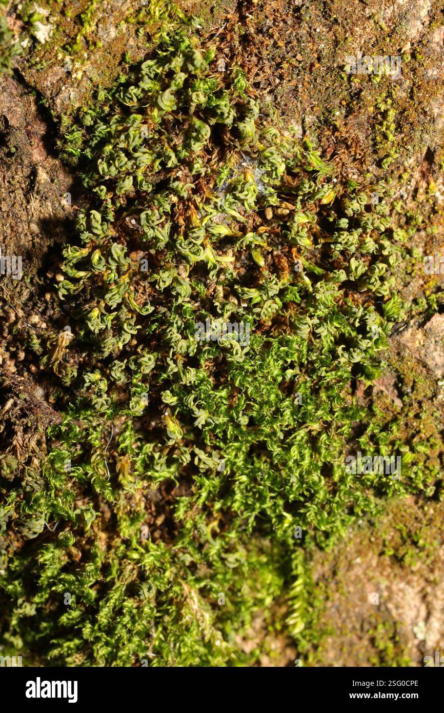 Capillary Thread-moss (Ptychostomum capillare), Plantae, Sefton Park ...
