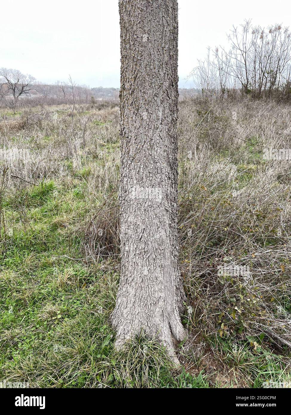 sugar hackberry (Celtis laevigata), Plantae, Winkler Park, Moody, TX ...