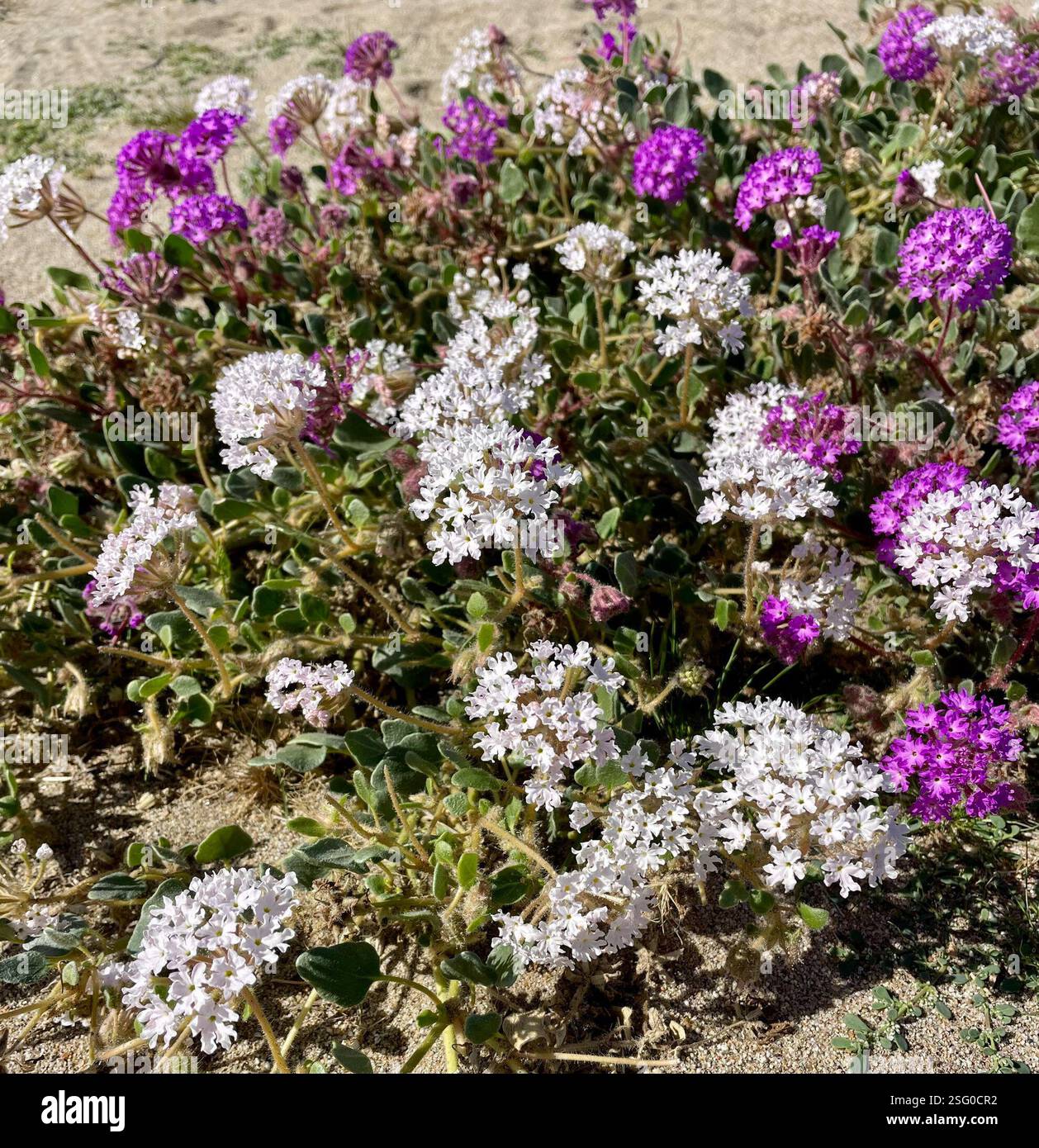 desert sand verbena (Abronia villosa), Plantae, Borrego Springs, CA, US ...