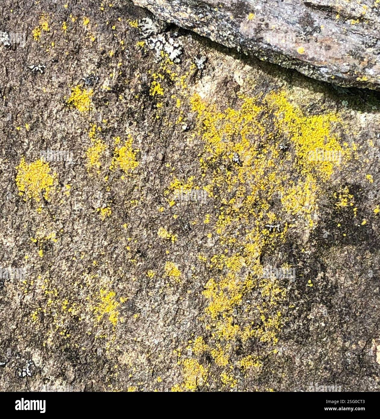 gold dust lichen (Chrysothrix candelaris), Fungi, Sheep Pasture Rd ...