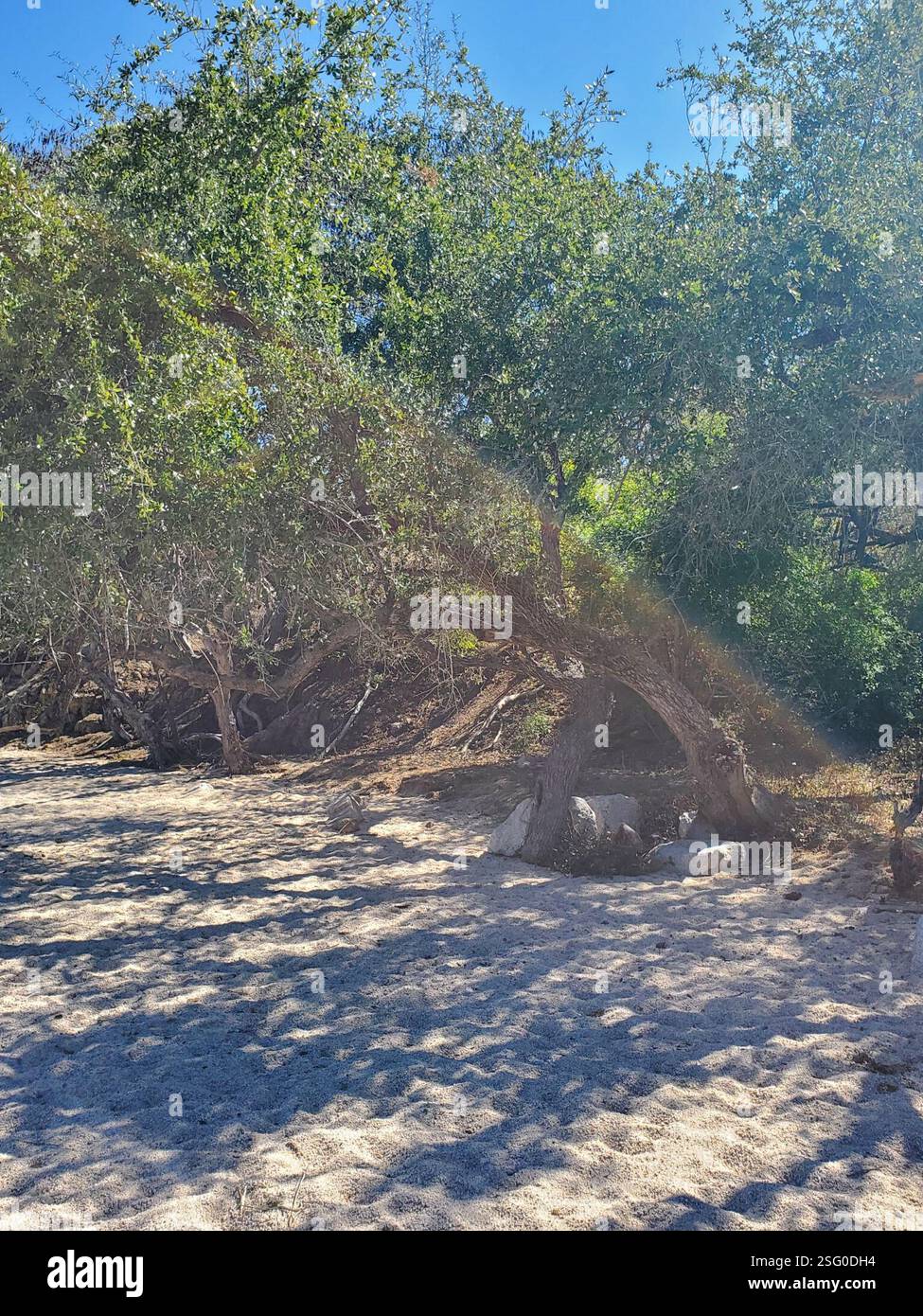 Brandegee Oak (Quercus brandegeei), Plantae, La Paz, MX-BS, MX Stock ...