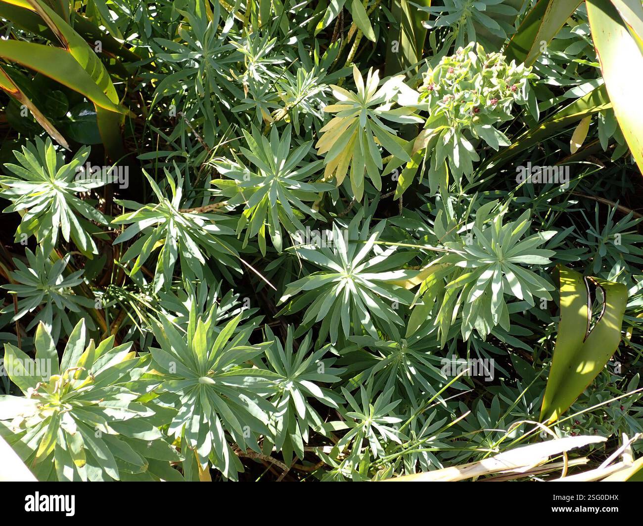 Shore Spurge (Euphorbia glauca), Plantae, Chatham Islands, Rekohu ...