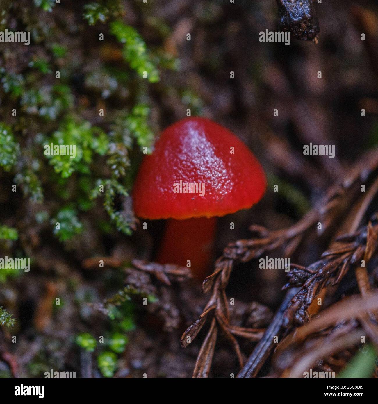 Scarlet Waxy Cap (Hygrocybe coccinea), Fungi, Mill Valley, CA 94941 ...