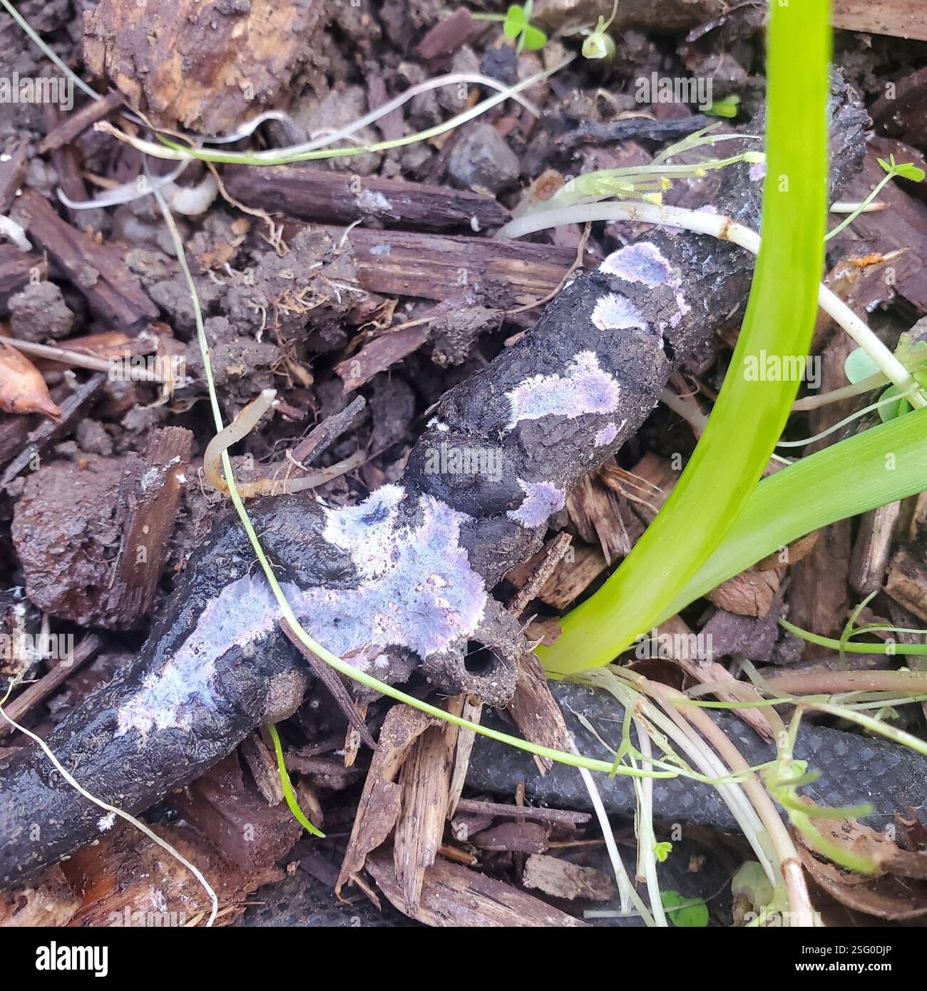 Purple Fuzz (Punctularia atropurpurascens), Fungi, California, US ...