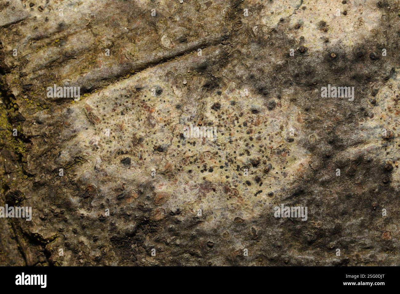 Asterisk Lichen (Arthonia radiata), Fungi, Calderstones Park, Yewtree ...